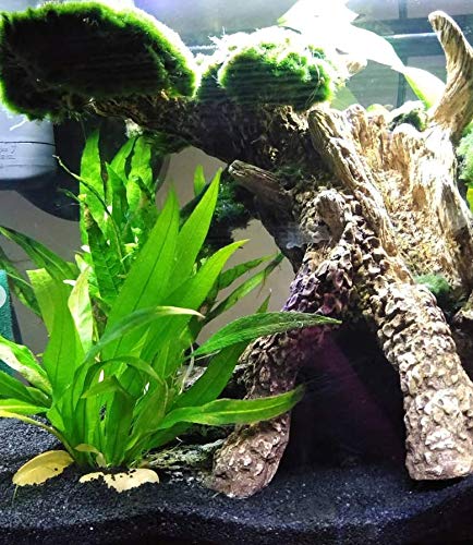 Planterest – Amazon Sword Bundle Medium Easy Background Live Aquarium Plant Decorations BUY2GET1FREE