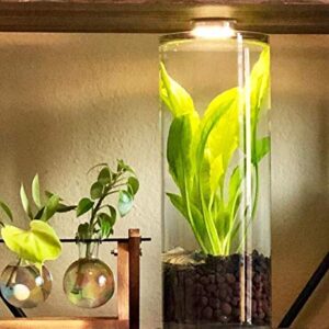 Planterest – Amazon Sword Bundle Medium Easy Background Live Aquarium Plant Decorations BUY2GET1FREE