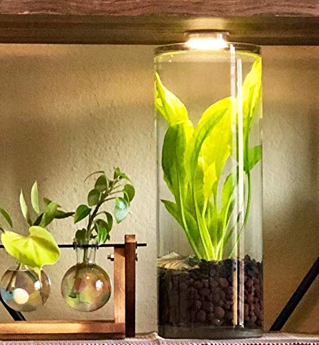 Planterest – Amazon Sword Bundle Medium Easy Background Live Aquarium Plant Decorations BUY2GET1FREE