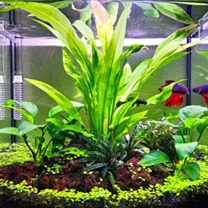 Planterest – Amazon Sword Bundle Medium Easy Background Live Aquarium Plant Decorations BUY2GET1FREE