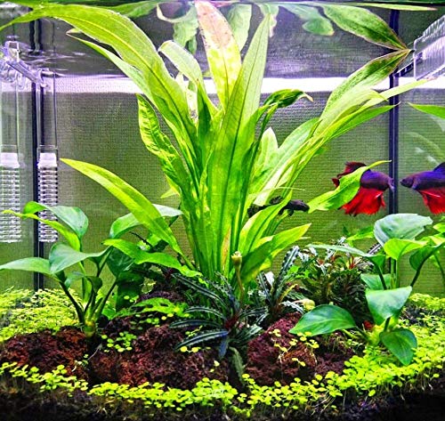 Planterest – Amazon Sword Bundle Medium Easy Background Live Aquarium Plant Decorations BUY2GET1FREE