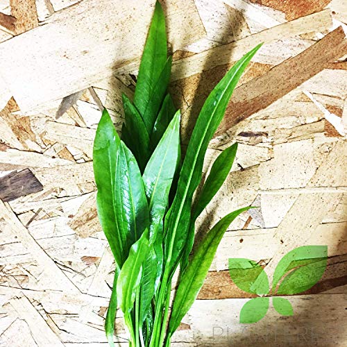 Planterest – Amazon Sword Bundle Medium Easy Background Live Aquarium Plant Decorations BUY2GET1FREE