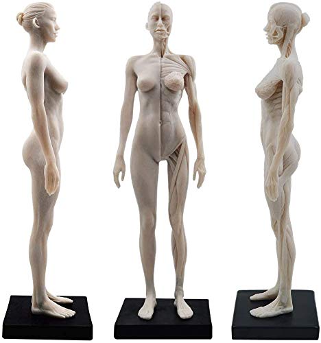 Female Anatomy Figure: 11-inch Anatomical Reference for Artists