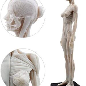 Female Anatomy Figure: 11-inch Anatomical Reference for Artists