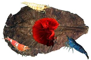 awesome aquatic betta / shrimp leaves 50 4"-6" premium catappa indian almond leaves natural habitat tannin producing improves immunity, easy to use