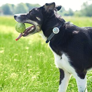 SureFlap Animo Activity Tracker and Behavior Monitor for Dogs, .06 LB