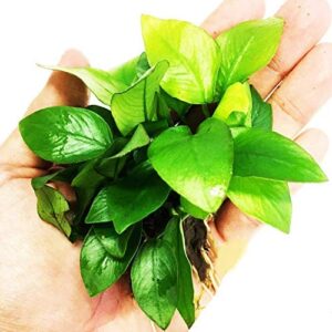 planterest – anubias nana golden potted easy live aquarium plant decorations buy2get1free