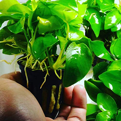 Planterest – Anubias Nana Golden Potted Easy Live Aquarium Plant Decorations BUY2GET1FREE