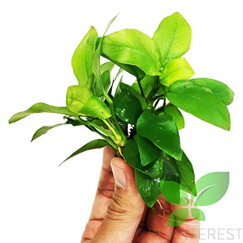 Planterest – Anubias Nana Golden Potted Easy Live Aquarium Plant Decorations BUY2GET1FREE