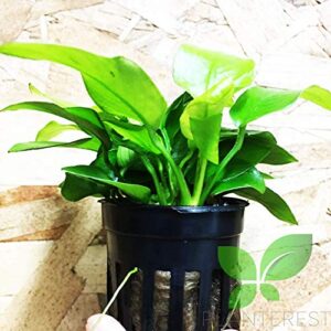 Planterest – Anubias Nana Golden Potted Easy Live Aquarium Plant Decorations BUY2GET1FREE