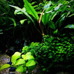 Planterest – Anubias Nana Golden Potted Easy Live Aquarium Plant Decorations BUY2GET1FREE