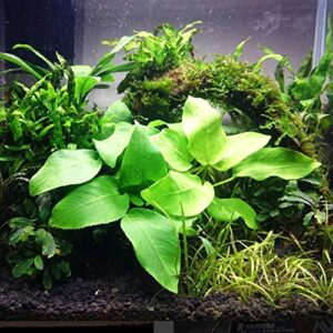 Planterest – Anubias Nana Golden Potted Easy Live Aquarium Plant Decorations BUY2GET1FREE