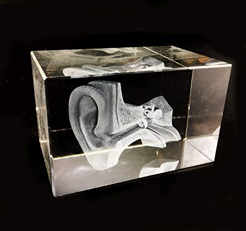 3D Human Ear Anatomical Model Paperweight(Laser Etched) in Crystal Glass Cube Science Gift (No Included LED Base)(3.1x2x2 inch)