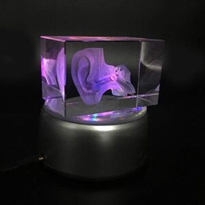 3D Human Ear Anatomical Model Paperweight(Laser Etched) in Crystal Glass Cube Science Gift (No Included LED Base)(3.1x2x2 inch)