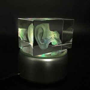 3D Human Ear Anatomical Model Paperweight(Laser Etched) in Crystal Glass Cube Science Gift (No Included LED Base)(3.1x2x2 inch)