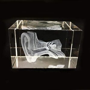 3D Human Ear Anatomical Model Paperweight(Laser Etched) in Crystal Glass Cube Science Gift (No Included LED Base)(3.1x2x2 inch)