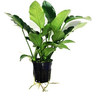 mainam anubias barteri var. barteri potted live aquarium plant decorations easy for beginner