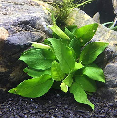 Mainam Anubias Barteri VAR. Barteri Potted Live Aquarium Plant Decorations Easy for Beginner