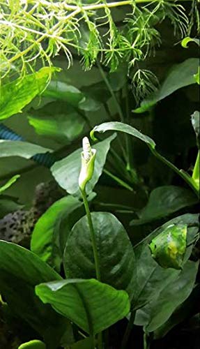 Mainam Anubias Barteri VAR. Barteri Potted Live Aquarium Plant Decorations Easy for Beginner