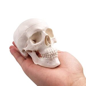 bornto edu mini skull model - small size human medical anatomical adult head bone for education