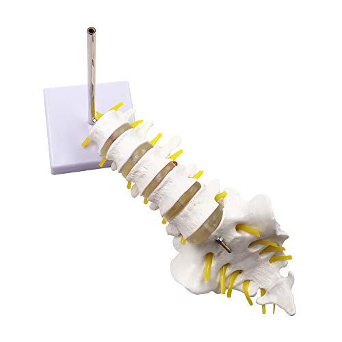 Human Spine Model - 1:1 Life Size Lumbar Vertebrae Spine Set Anatomy Model for Chiropractor, Osteopath Office and Student Study