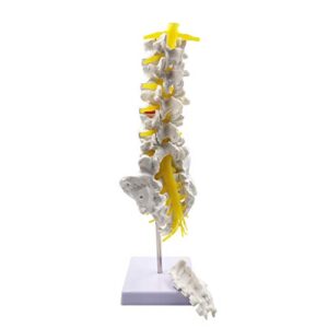 Human Spine Model - 1:1 Life Size Lumbar Vertebrae Spine Set Anatomy Model for Chiropractor, Osteopath Office and Student Study