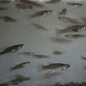 Quinn's Fins- Gambusia affins- Live mosquitofish (20 Pack)