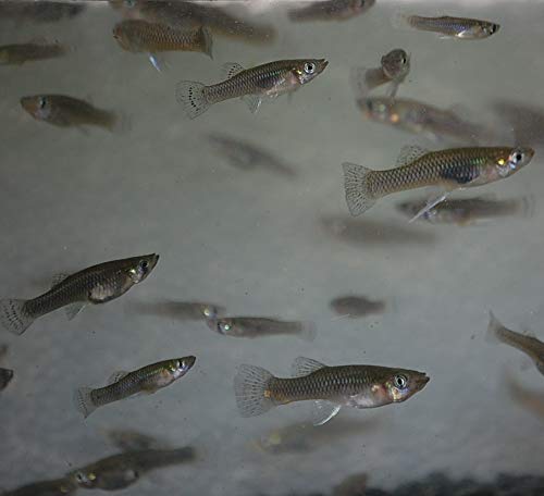 Quinn's Fins- Gambusia affins- Live mosquitofish (20 Pack)