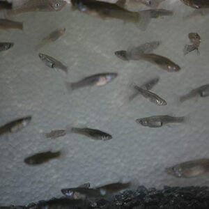 Quinn's Fins- Gambusia affins- Live mosquitofish (20 Pack)