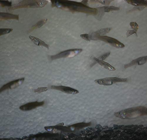 Quinn's Fins- Gambusia affins- Live mosquitofish (20 Pack)