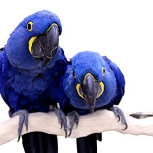 Large Stainless Steel Parrot Play Stand