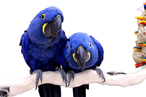 Large Stainless Steel Parrot Play Stand