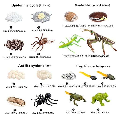 Animal Life Cycle Process Model, Frog, ant, Spider, Mantis Teaching aid Modeling Toys (Second Set of Packages (17 Pieces)