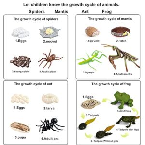 Animal Life Cycle Process Model, Frog, ant, Spider, Mantis Teaching aid Modeling Toys (Second Set of Packages (17 Pieces)