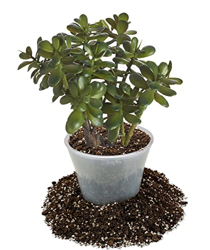 GARDENERA Premium Jade Plant Potting Soil Mix - (1 Quart Bag)