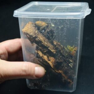 8pcs Small Reptile breeding Box Spider Terrarium freeding Box for arboreal Tarantula Scorpion Sling Lizards Mantis Jumping Spider Snail Insect Isopods (4high+4small)