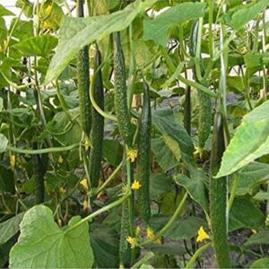 chuxay garden china jade cucumber seed 500 seeds edible green vegetable high germination rate wonderful choice for garden