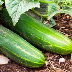 CHUXAY GARDEN China Jade Cucumber Seed 500 Seeds Edible Green Vegetable High Germination Rate Wonderful Choice for Garden