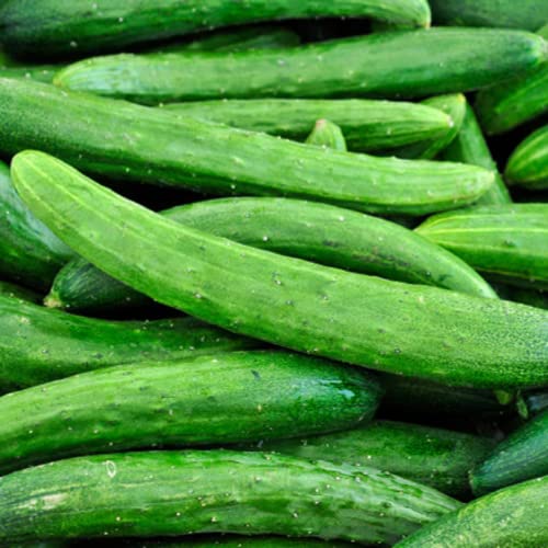 CHUXAY GARDEN China Jade Cucumber Seed 500 Seeds Edible Green Vegetable High Germination Rate Wonderful Choice for Garden