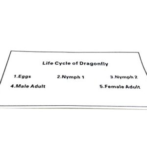 Lifecycle of a Dragonfly Science Classroom Specimens for Science Education