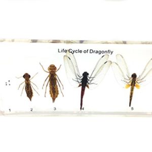 Lifecycle of a Dragonfly Science Classroom Specimens for Science Education