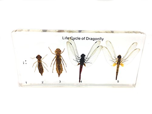 Lifecycle of a Dragonfly Science Classroom Specimens for Science Education