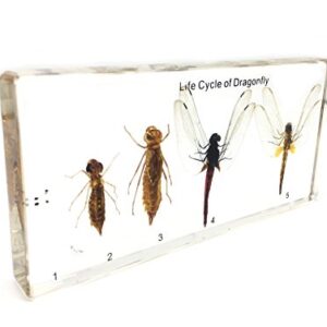 Lifecycle of a Dragonfly Science Classroom Specimens for Science Education