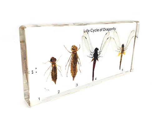 Lifecycle of a Dragonfly Science Classroom Specimens for Science Education