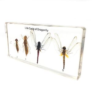 Lifecycle of a Dragonfly Science Classroom Specimens for Science Education