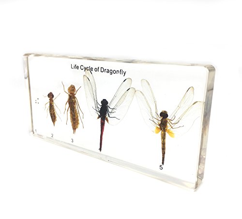 Lifecycle of a Dragonfly Science Classroom Specimens for Science Education