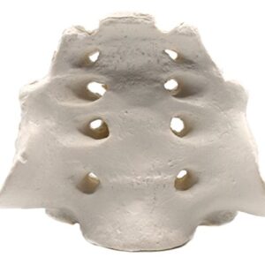 Sacrum Bone Model - Anatomically Accurate Human Replica - hBARSCI