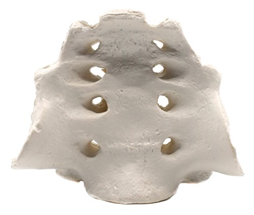 Sacrum Bone Model - Anatomically Accurate Human Replica - hBARSCI