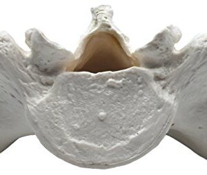 Sacrum Bone Model - Anatomically Accurate Human Replica - hBARSCI