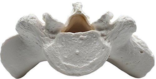 Sacrum Bone Model - Anatomically Accurate Human Replica - hBARSCI